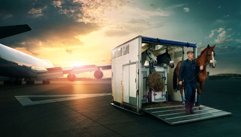 Live Animal Air Cargo Charter | Humane Livestock Air Transport